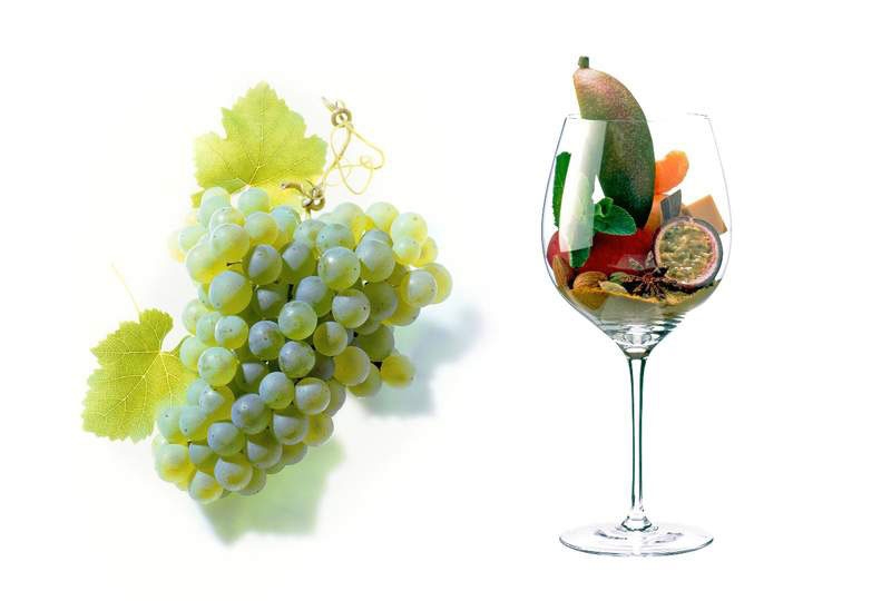 Rediscovered: Germany´s aromatic grape varieties - Europe 66